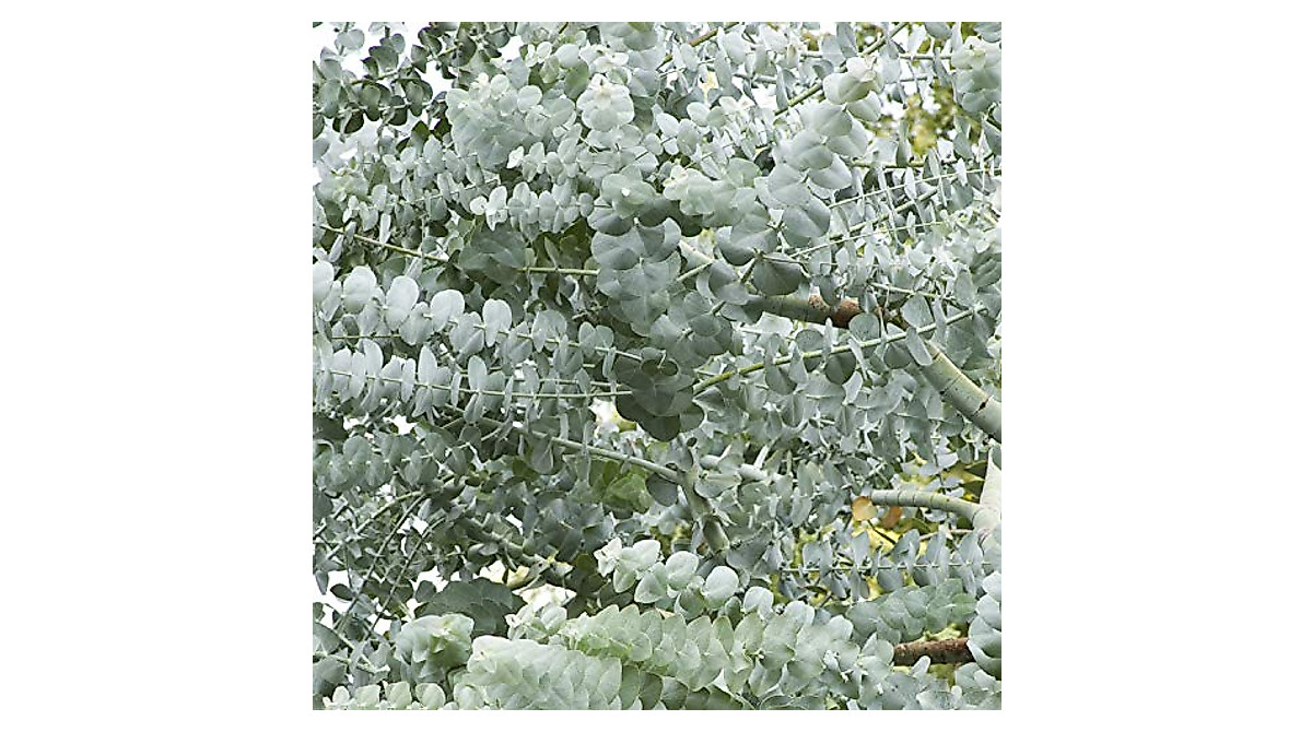 Buy Eucalyptus Silver Dollar Seeds | Fast-Growing Aromatic Tree