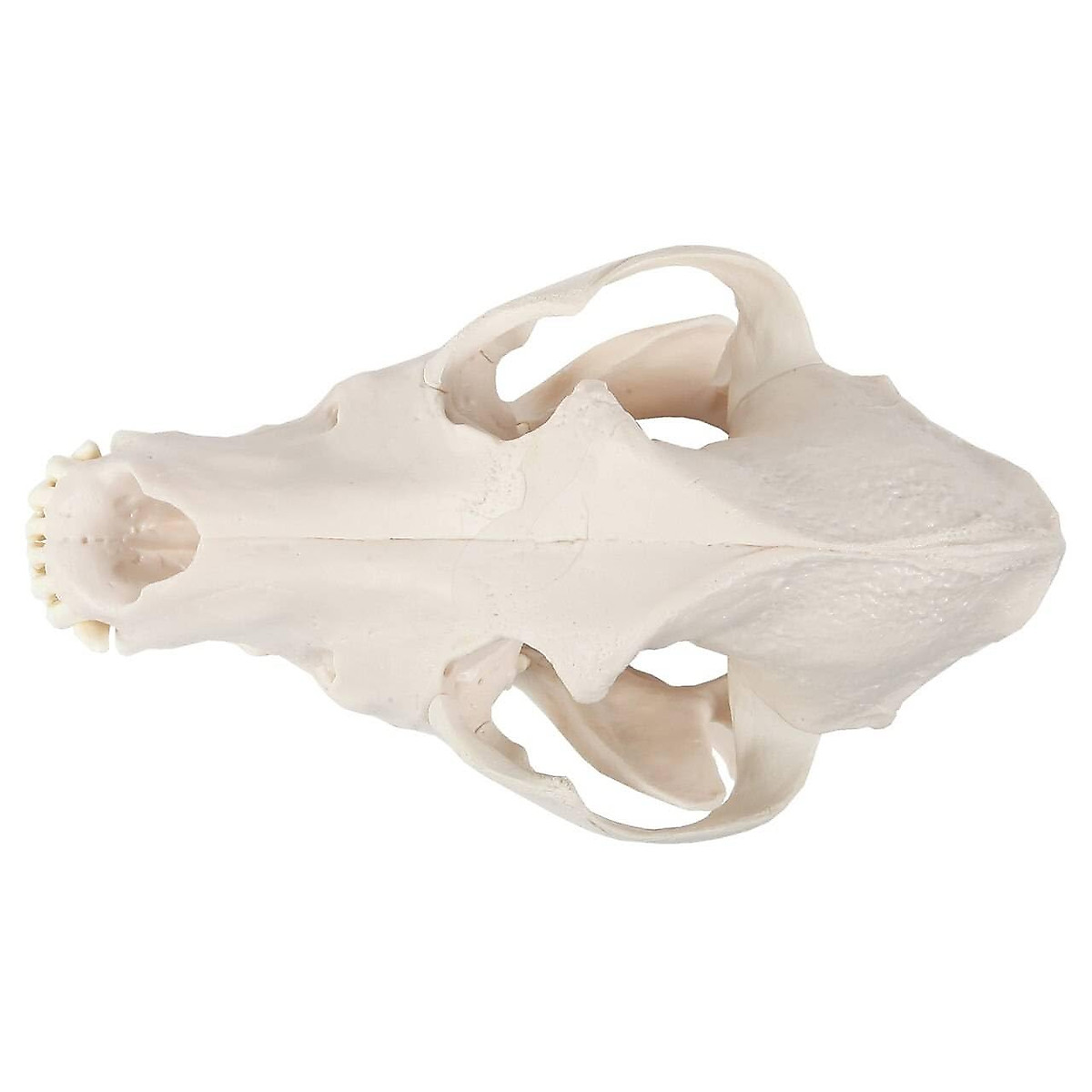 Medical Anatomical Canine (Dog) Skull Model, Life Size