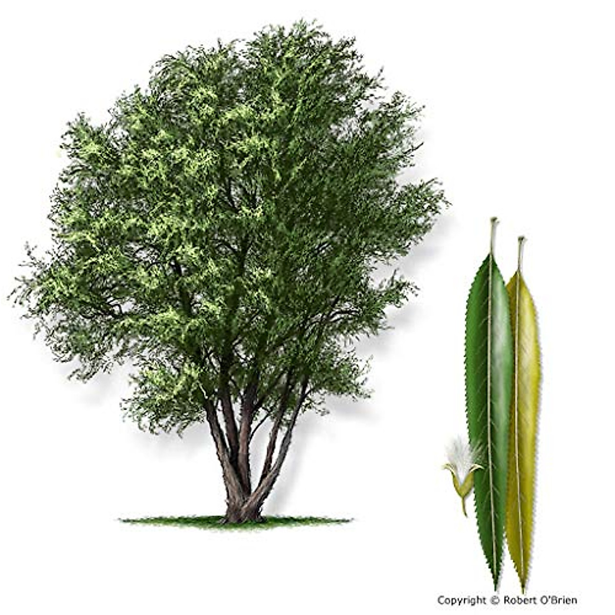CZ Grain 12 Black Willow Tree Cuttings - Fast Growing Shade and Privacy Trees, Ideal for Beginners and Masters