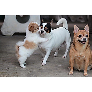 PETTONIC 100 ML. Tonic Pet Booster Liquid Dog Blood Support Iron Supplement for Dogs & Cats Puppies Kitten Food Multi Vitamins Folic B6 B12 Promotes Red Blood Cell, Fast Increasing Energy & Immunity