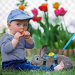 4 Sets Adjustable Bunny Rabbit Harness and Leash Set Small Pet Cute Vest Harness Leash Ferret Harness Guinea Pig Harness Ferret Leash with Decorations for Bunny Kitten Puppy, Small Pets (Fruit)