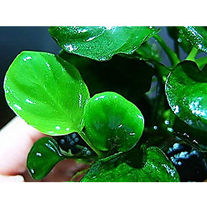 Anubias Barteri Coin Leaves Live Aquarium Plants Freshwater Rhizome 3 Days Live Guaranteed by Mainam