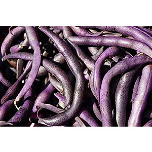 Royal Burgundy Bush Bean Seeds - 25 Count Seed Pack - Non-GMO - Eye-catching and Quick to Pick, These Beans are a Great Addition to Any Garden. - Country Creek LLC