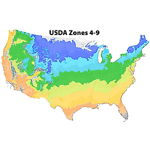 Blooming & Beautiful - Porcupine Maiden Grass - Ornamental Grass - Stiff Spikey Green Quill-Like Foliage - Horizontal Golden Stripes - Zones 4-9 - Miscanthus sinensis 'Strictus' - 3 Gallon Pot