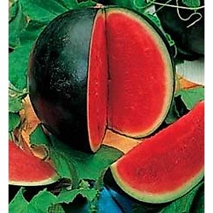Somarac - Fresh Seeds - Bush Sugar Baby Watermelon 40+ Seeds