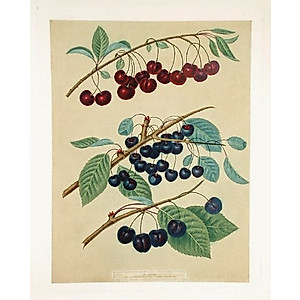 [Cherries] Morello; Caroon; Ronolds Black Heart