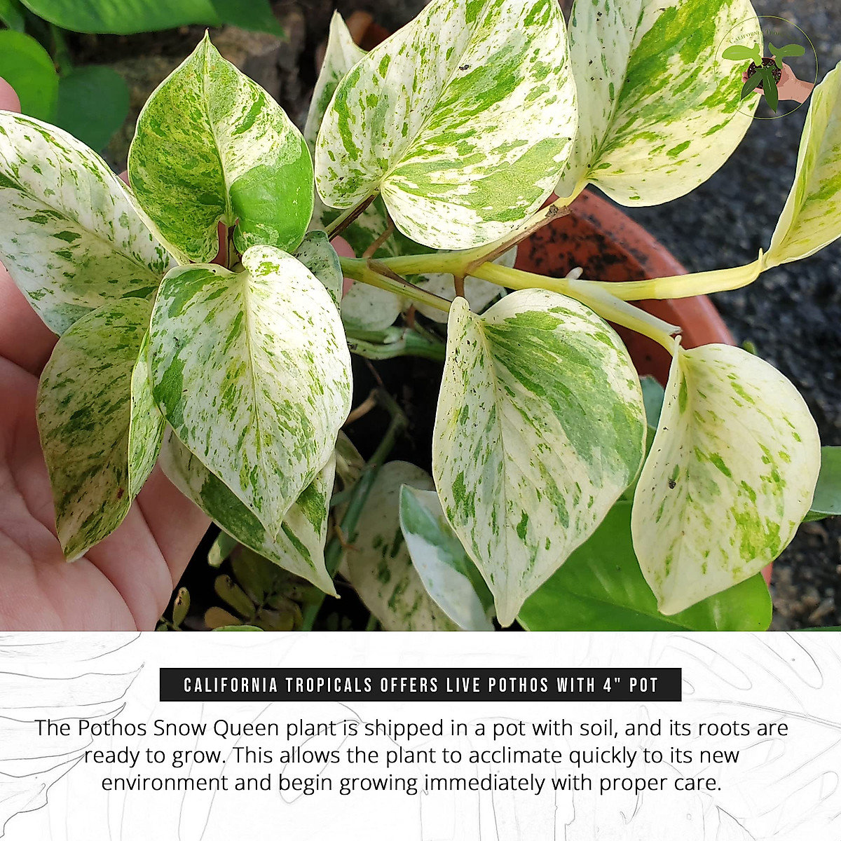 California Tropicals Pothos Snow Queen - 4" Live Plant - Variegated White and Green Leaves - Easy to Care for - Perfect for Indoor and Outdoor Home Decor, Office, and Gift - Pot Included