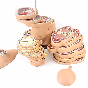 JOSBY Human Torso Cross-Section Model, CT, MRI Imaging Radiology Medical Model, 24pcs Human Body Cross-Section Image Anatomy, Each Layer is Removable, Used for Medical Teaching Display