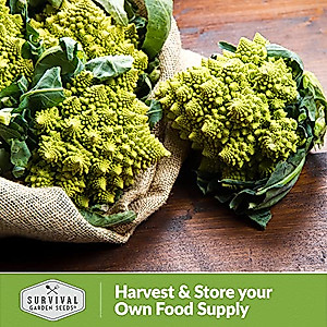 Survival Garden Seeds - Romanesco Broccoli for Planting - Packet with Instructions to Plant and Grow Delicious & Beautiful Fractal Broccoli Heads Your Home Vegetable Garden - Non-GMO Heirloom Variety