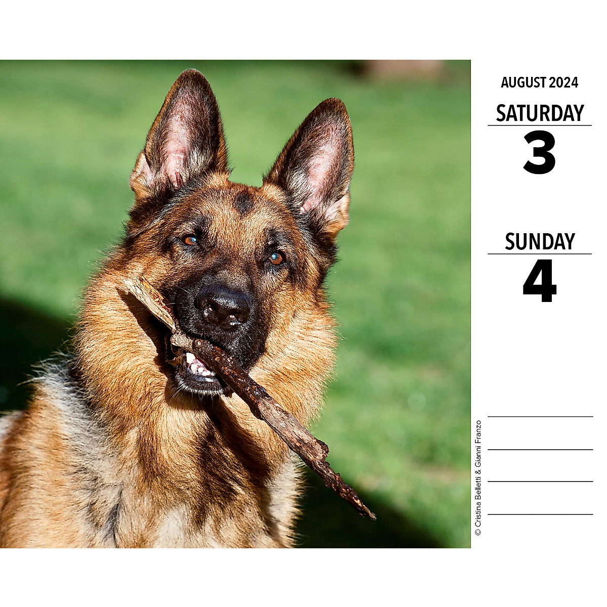 Willow Creek Press German Shepherds Daily 2024 Box/Desk Calendar (5.86" x 4.72")