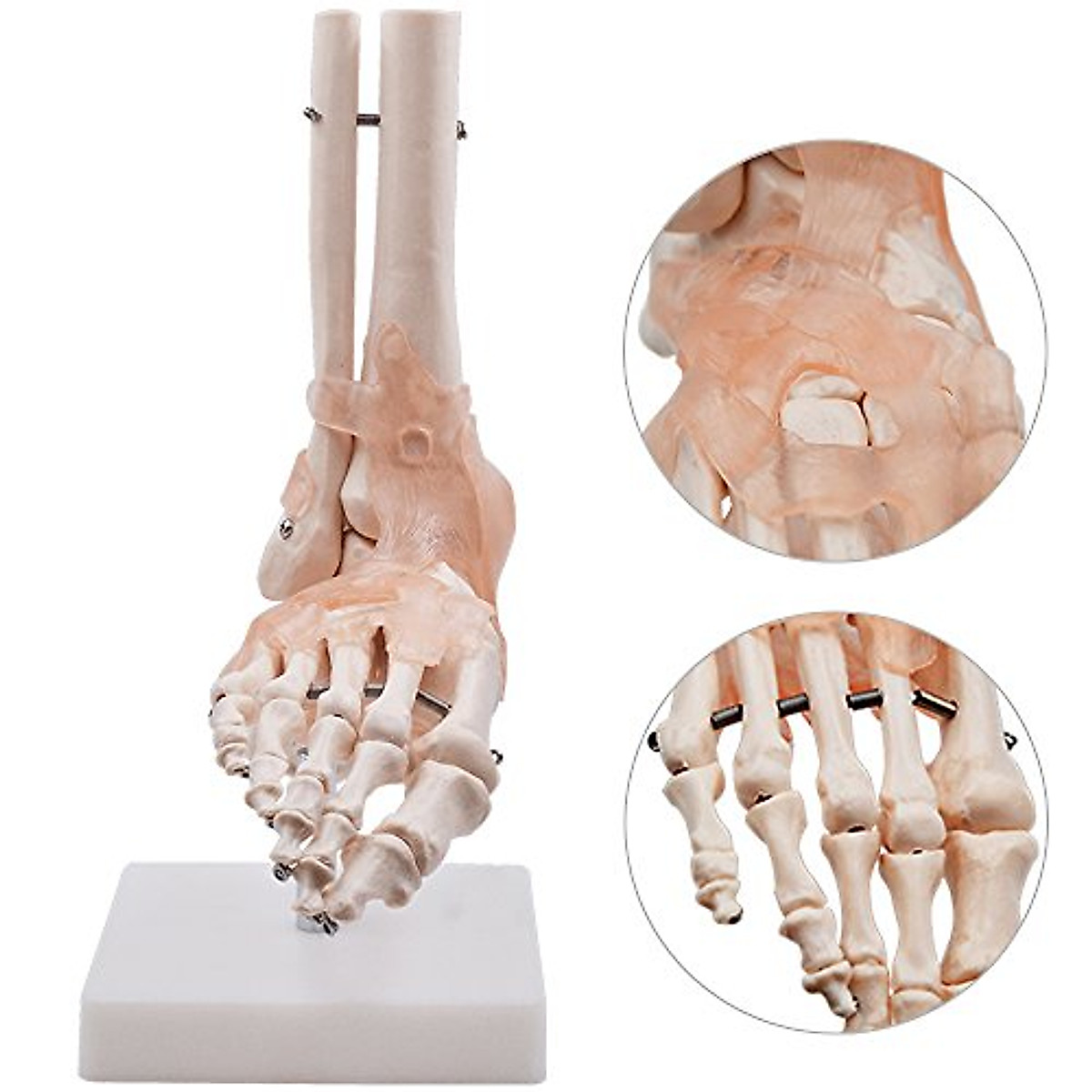 Foot Joint Model Human Foot Ankle Joint Model with Ligament Medical Science Life Size