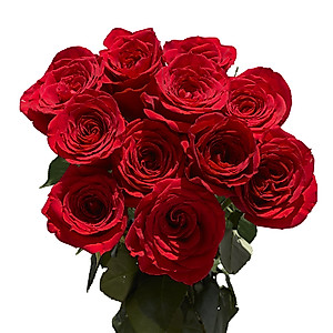 Dozen Red Roses- Fresh Cut Flowers- Beautiful Gift