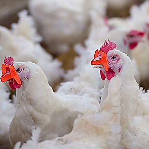 Boao 61 Pieces Pinless Peepers for Chicken Peepers Pheasant Poultry Blinders Spectacles Anti Pecking Eyeglasses Tool for Pet Middle