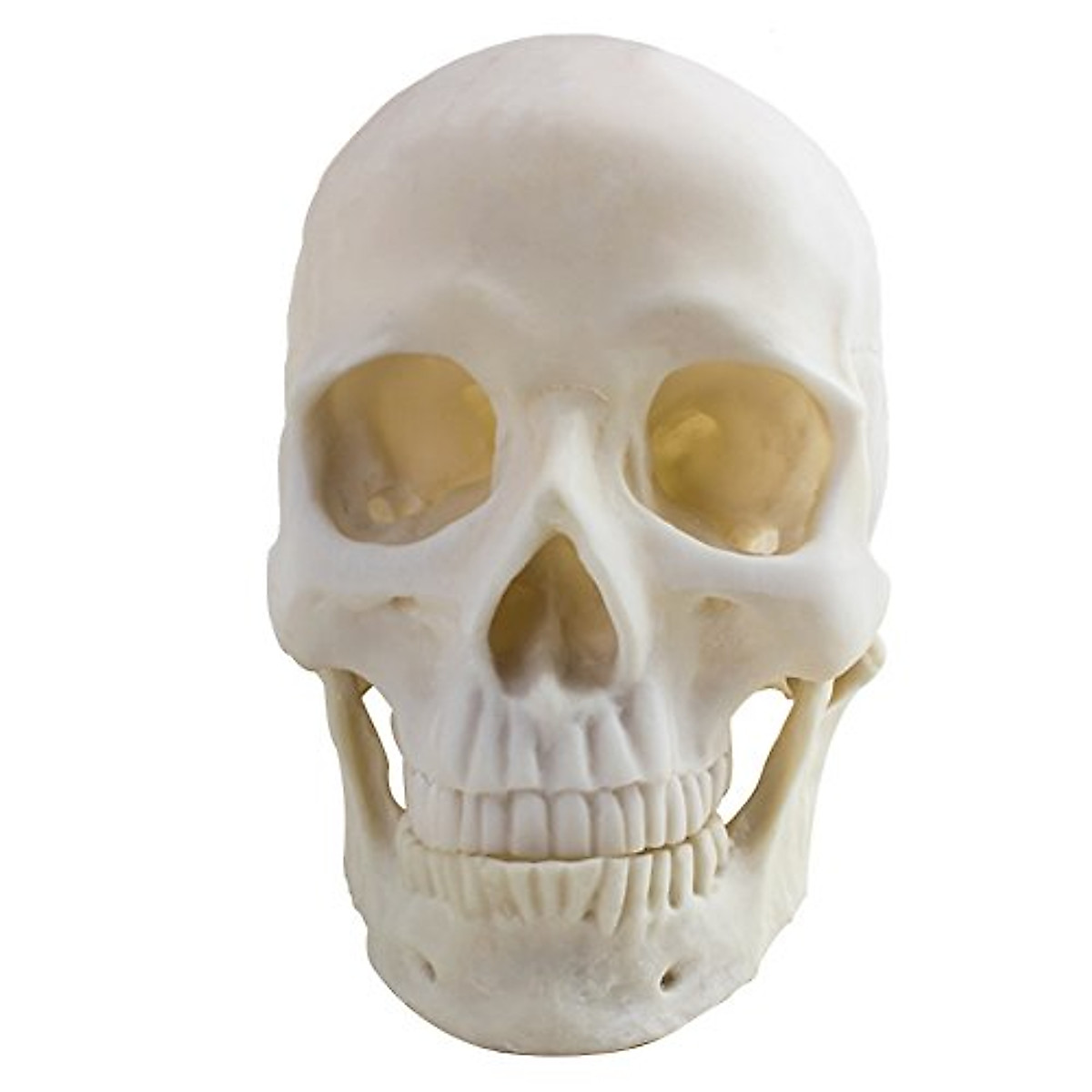 Life Size 1:1 Replica Realistic Human Skull Head Bone Model, Made with Resin