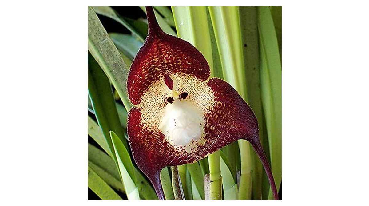 Rare Monkey Face Orchid Seeds - Exotic Dracula Simia Blooms!