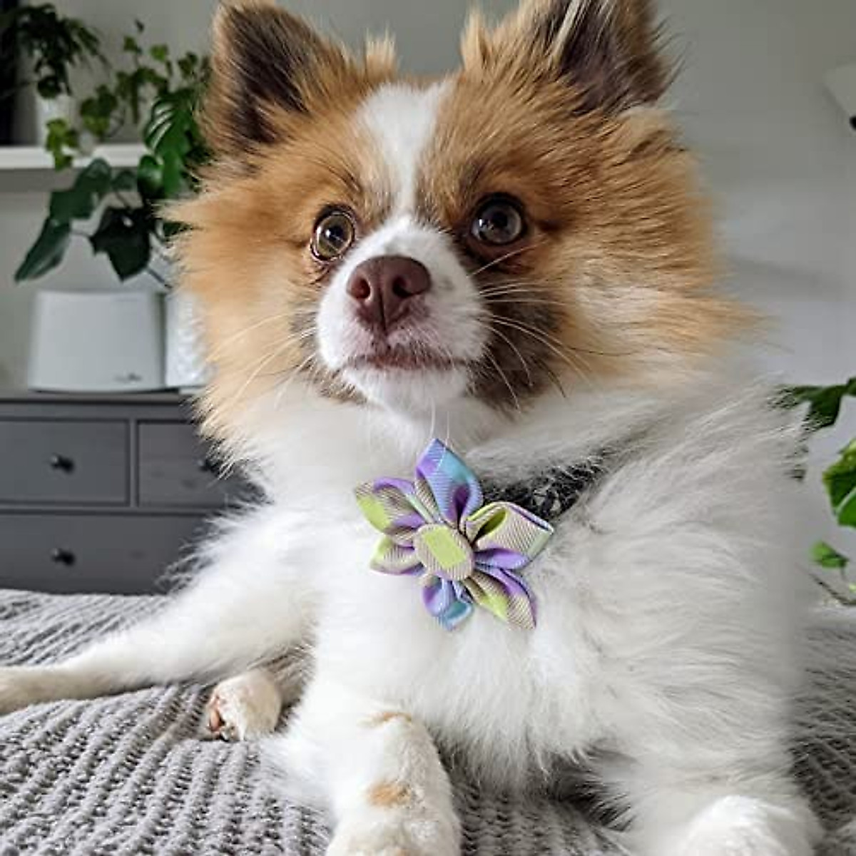 H&K Pet Pinwheel | Lavender Lemon (Small) | Easter Spring Velcro Collar Accessory for Dogs/Cats | Fun Pet Pinwheel Collar Attachment | Cute, Comfortable Pet Accessory