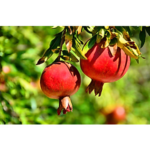 OFLORALE Pomegranate Molasses, 12.35 oz, 100% Natural, No Added Sugar, for Glazing, Dressings and Marinades