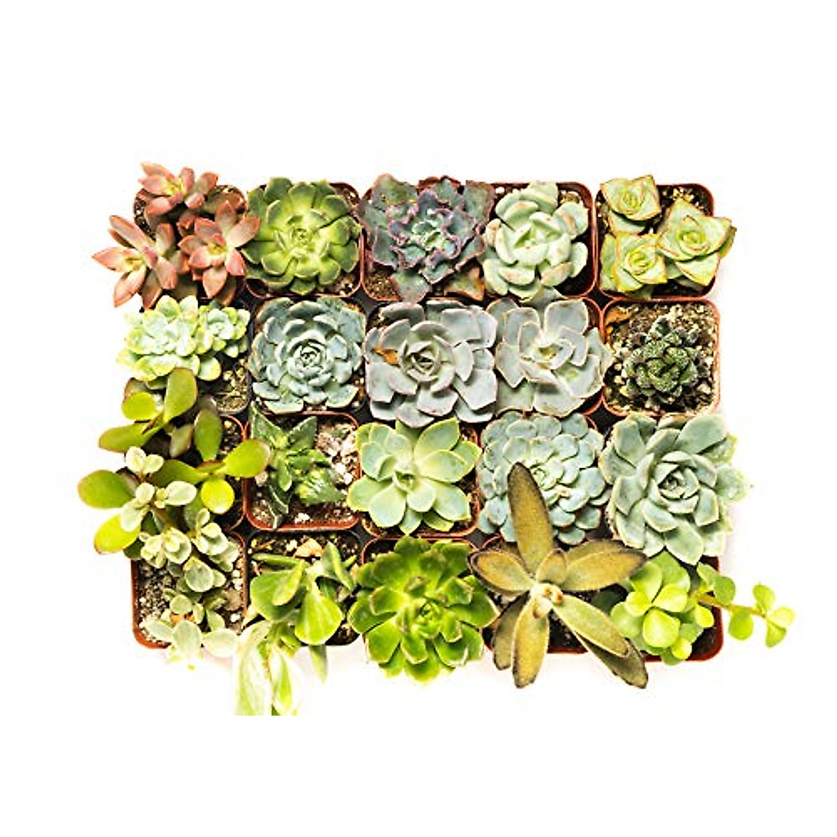 Succulent Assorted Pack- Perfect for Weddings, Party Favors, Home Gardens, and Social Events by Jiimz (20 Pack)
