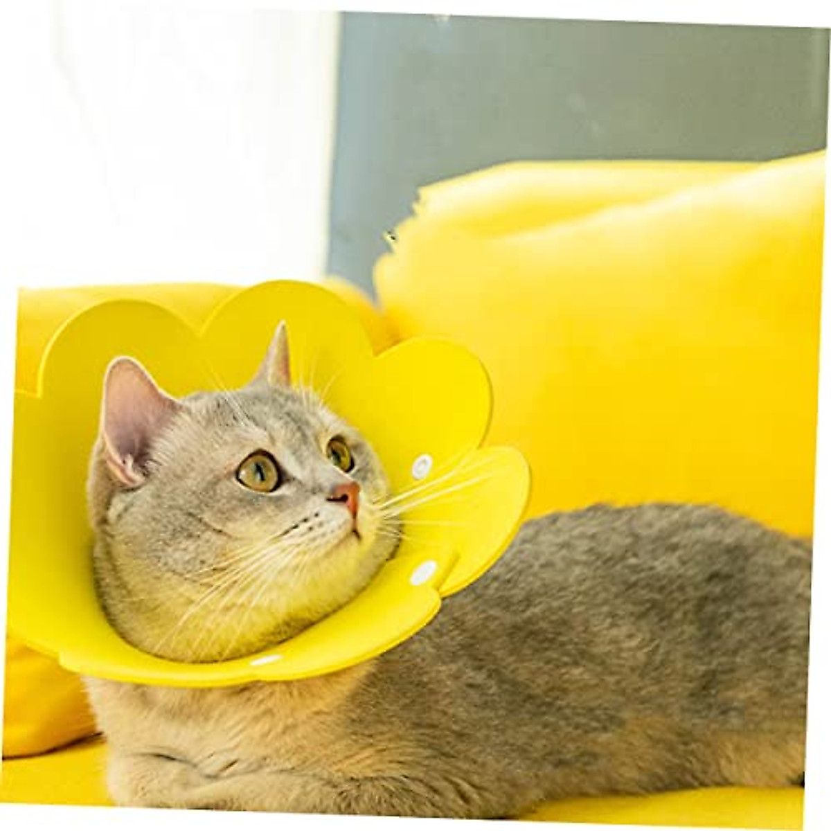 Housoutil Puppies Collars 6 Pcs Light and Thin Cat Supplies Pet Healing Cone