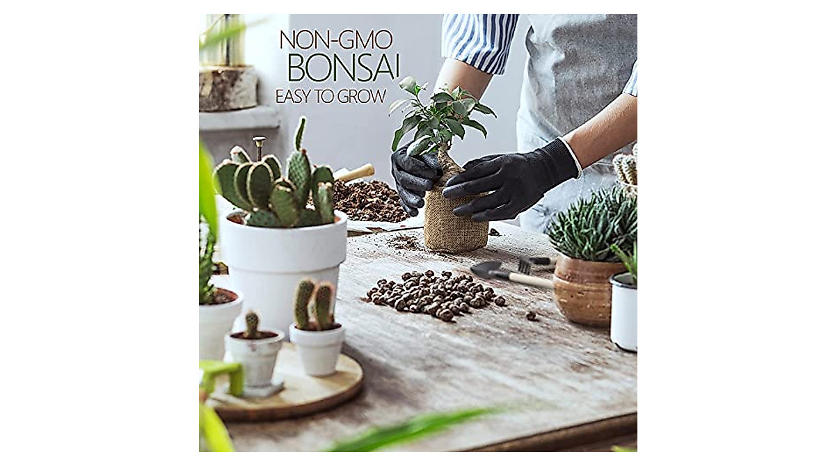 Bonsai Tree Kit – 5X Unique Japanese Bonzai Trees | Complete Indoor ...