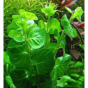 Greenpro Golden Creeping Jenny Lysimachia Nummularia Aurea Potted Live Aquarium Plants for Freshwater Fish Tank