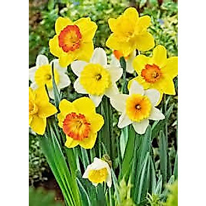 50 Daffodil Mixture - Narcissus Large Cupped Giant Mixture