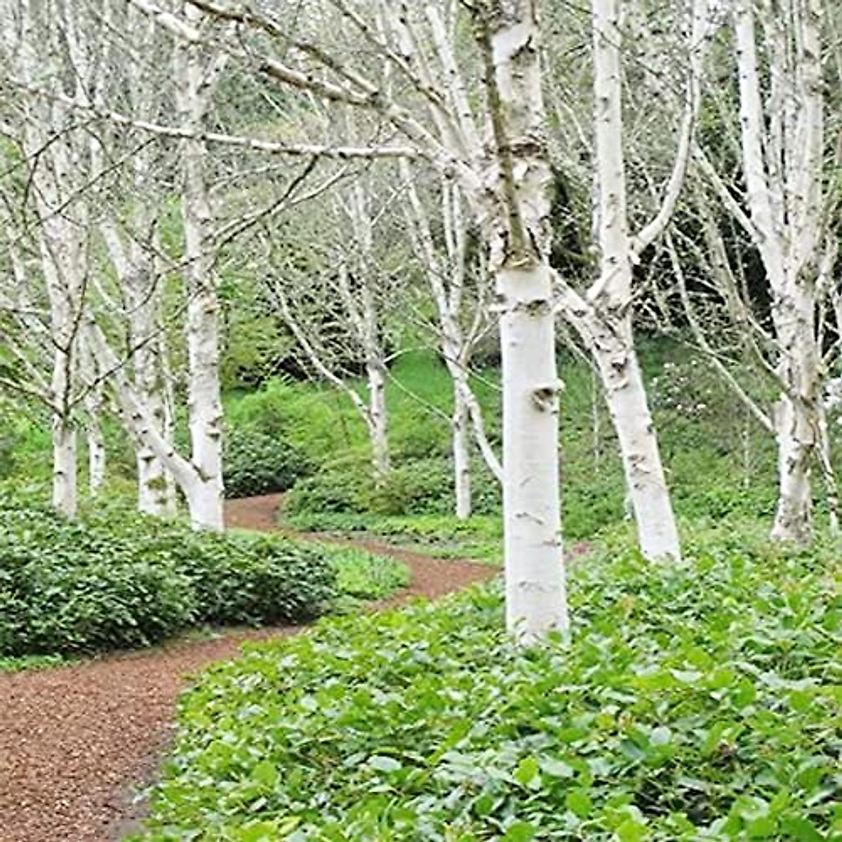 QAUZUY GARDEN White Paper Birch Tree Seeds (Betula papyrifera) 50+Seeds Canoe Birch Seeds Stunning Fall Color Tree Hardy Fast-Growing Low-Maintenance