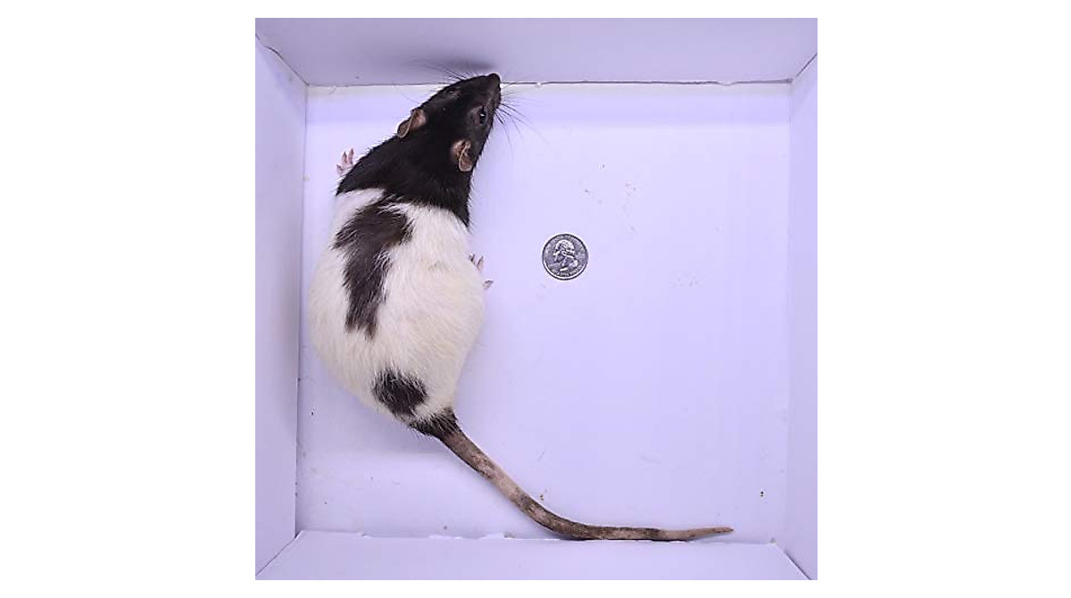 MiceDirect Frozen Rat Combo Pack for Reptiles | Premium & Humane