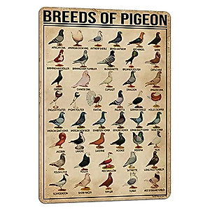 PAIION Breeds of Pigeon Metal Signs Pigeon Education Encyclopedia Knowledge Posters Wall Decor Farm Decor Home Decor Vintage Printinges 8x12 Inch