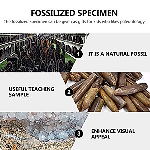 iplusmile 10pcs Paleontology Belemnite Fossil Specimen Science Ornament Laboratory Supply