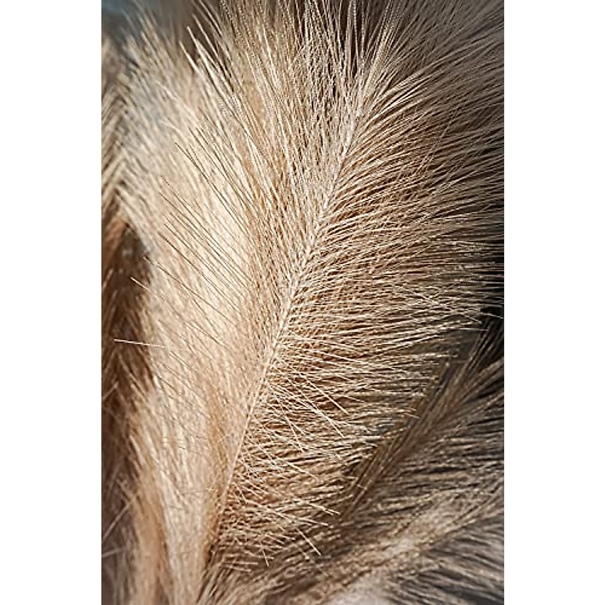 Boho Wish Faux Pampas Grass Decor Tall Set of 7 PCs -40 Inches Non-Shedding, Floor and Office Vase Filling-Fluffy Floral Branches -Wedding Decor- Home and Bedroom Table Decoration (Brown)