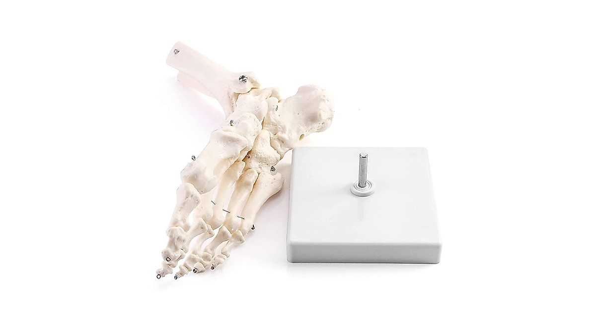 Lyok Human Foot Skeletal Model - Anatomical Foot Bones for Education