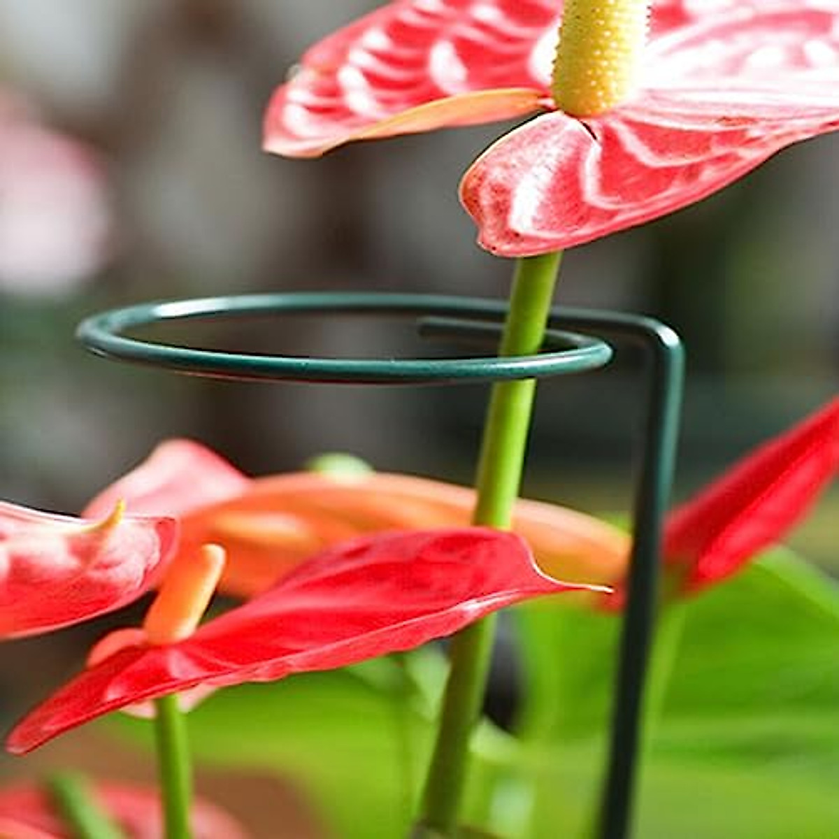 Sosoport Garden Trellis Set with Metal Plant Stakes and Plastic Clips Vine Plant Support Trellis Green Plant Climbing Rack for Amaryllis Orchid Lily Rose Peony Tomatoes Gladiolus