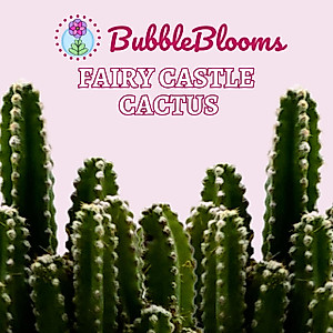 BubbleBlooms Fairy Castle Cactus, Acanthocereus Tetragonus, Night-Blooming Cereus, Triangle Cactus, 4 inch Pot