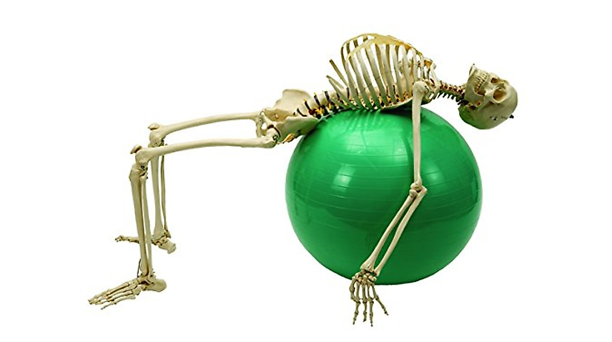Rudiger Anatomie Flexible Skeleton Model for Learning