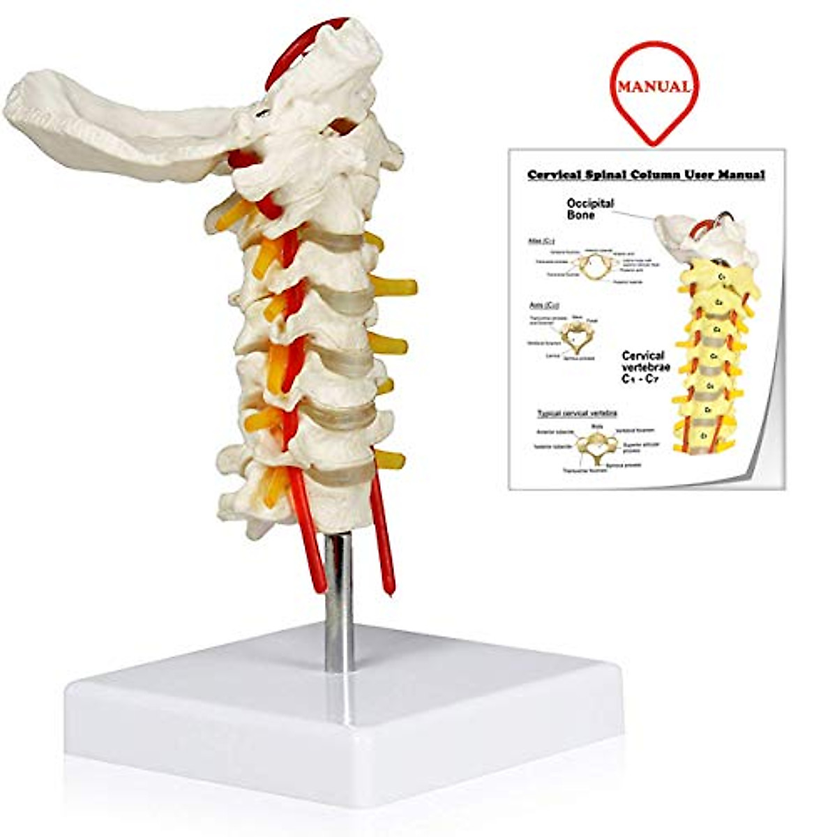 Vision Scientific VAV261 Cervical Spine with Nerves & Arteries | Life-Size, Articulated | 7 Cervical Vertebrae, Intervertebral Discs | Occipital Bone, Spinal Cord | Instruction Manual