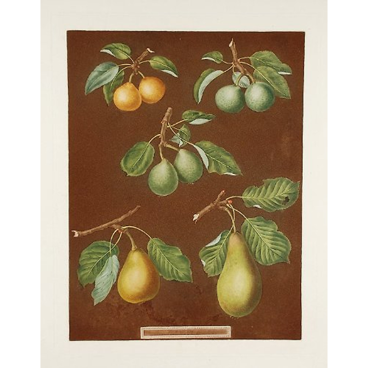 [Pears] Petit Muscat (Early Muscat Pear); Green Sugar Pear; Green Chisel Pear; Citron de Charmers