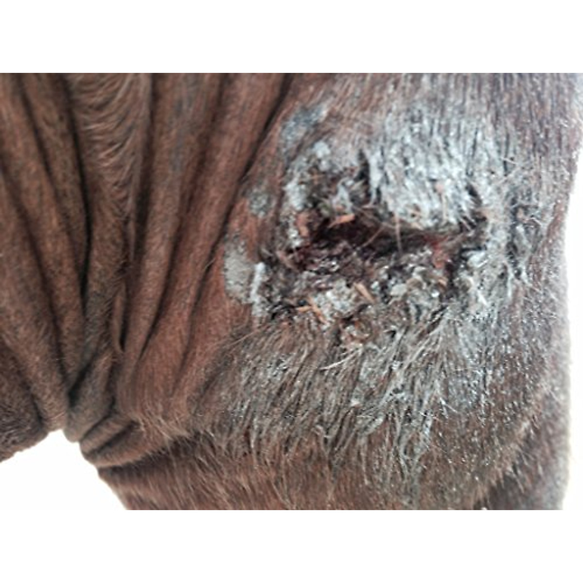 Big Mare | Horse Wound Lotion | Anti Bacterial/Anti Fungal | Healing, Soothing & Penetrating Formula | 8 oz Bottle