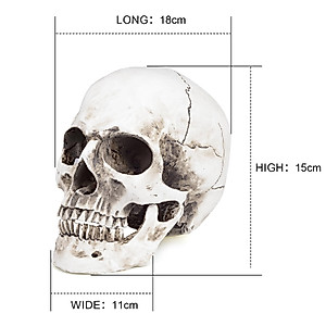 Aries Outlets Retro Human Skull Replica Resin Anatomical Model Medical Lifesize Realistic 1:1