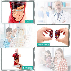 RONTEN Human Torso Body Model, 11inch 4D Medical School Educational Display Tool for Medical Student Learning