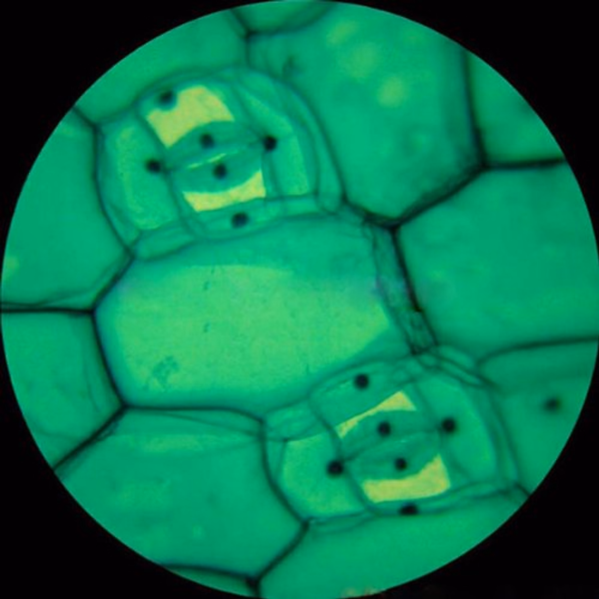AmScope T490B Compound Trinocular Microscope, 40X-2000X Magnification, Halogen Light, Abbe Condenser, 2-Layer Mechanical Stage, High-Resolution Optics, Awarded No. 6 Among The Top 10 Microscopes 2016
