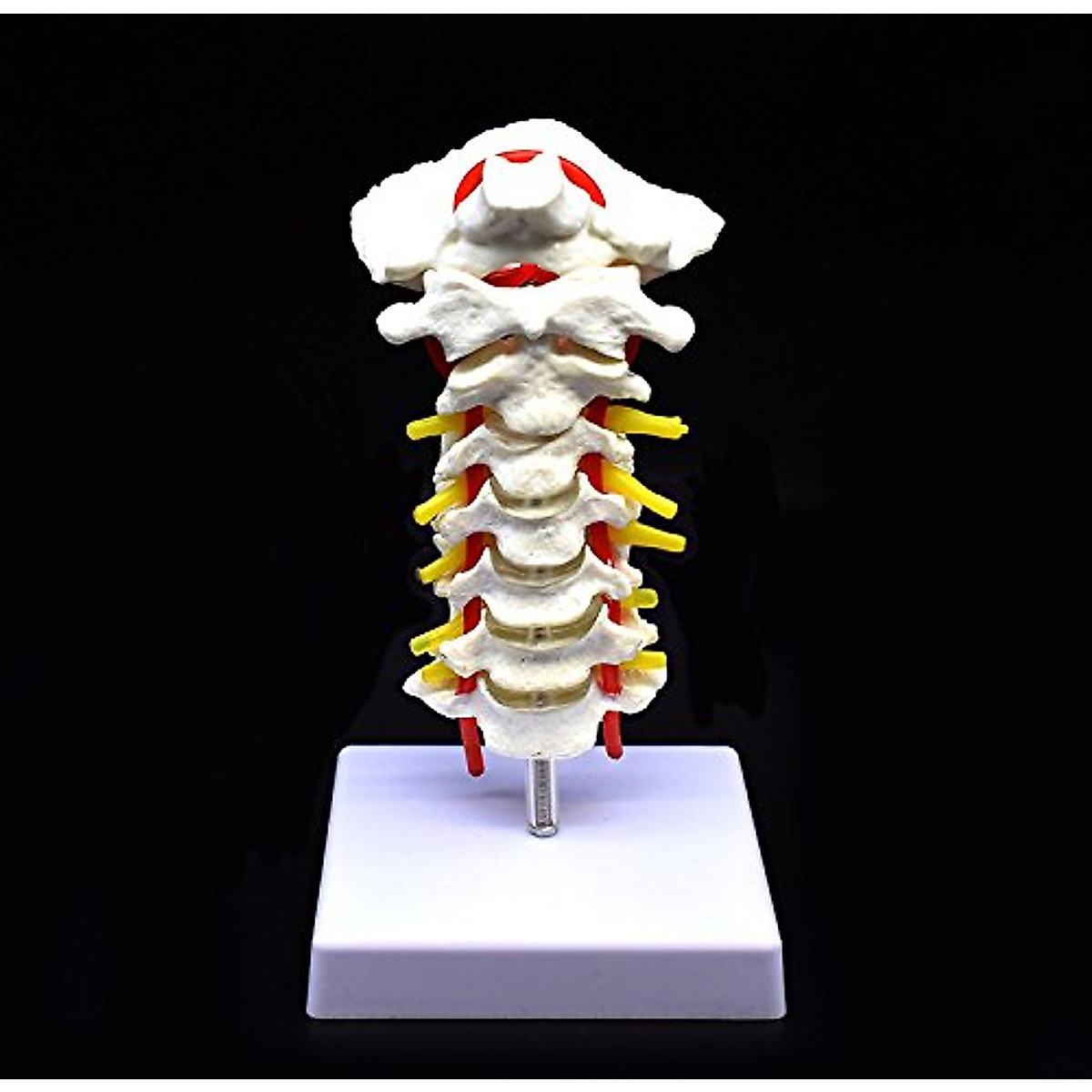 Cervical Vertebra Arteria Spine Spinal Nerves Anatomical Model Anatomy for Science Classroom Study Display Teaching Medical Model