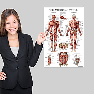 Palace Learning 4 Pack - Anatomical Poster Set - Laminated - Muscular, Skeletal, Nervous System, Brain - Anatomy Chart Set (LAMINATED, 18” x 24”)