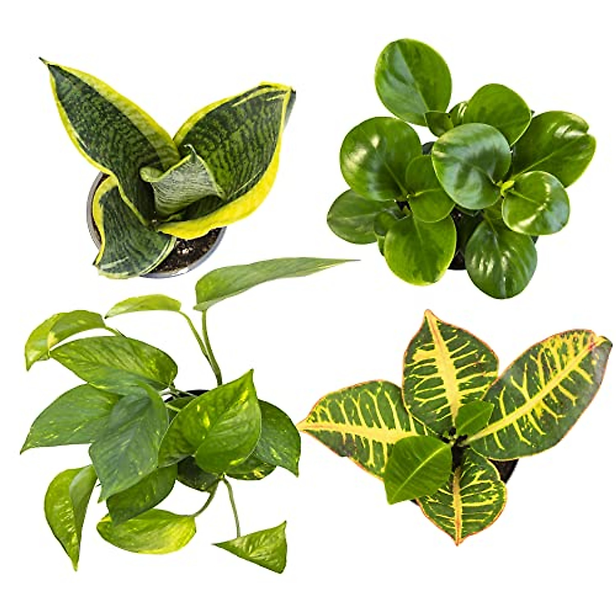Essential Houseplant Collection (4PK) Live Plants Indoor Plants Live Houseplants in Plant Pots, Easy House Plants Indoors Live, Snake Plant, Pothos in Potting Soil, Clean Air Plants by Plants for Pets