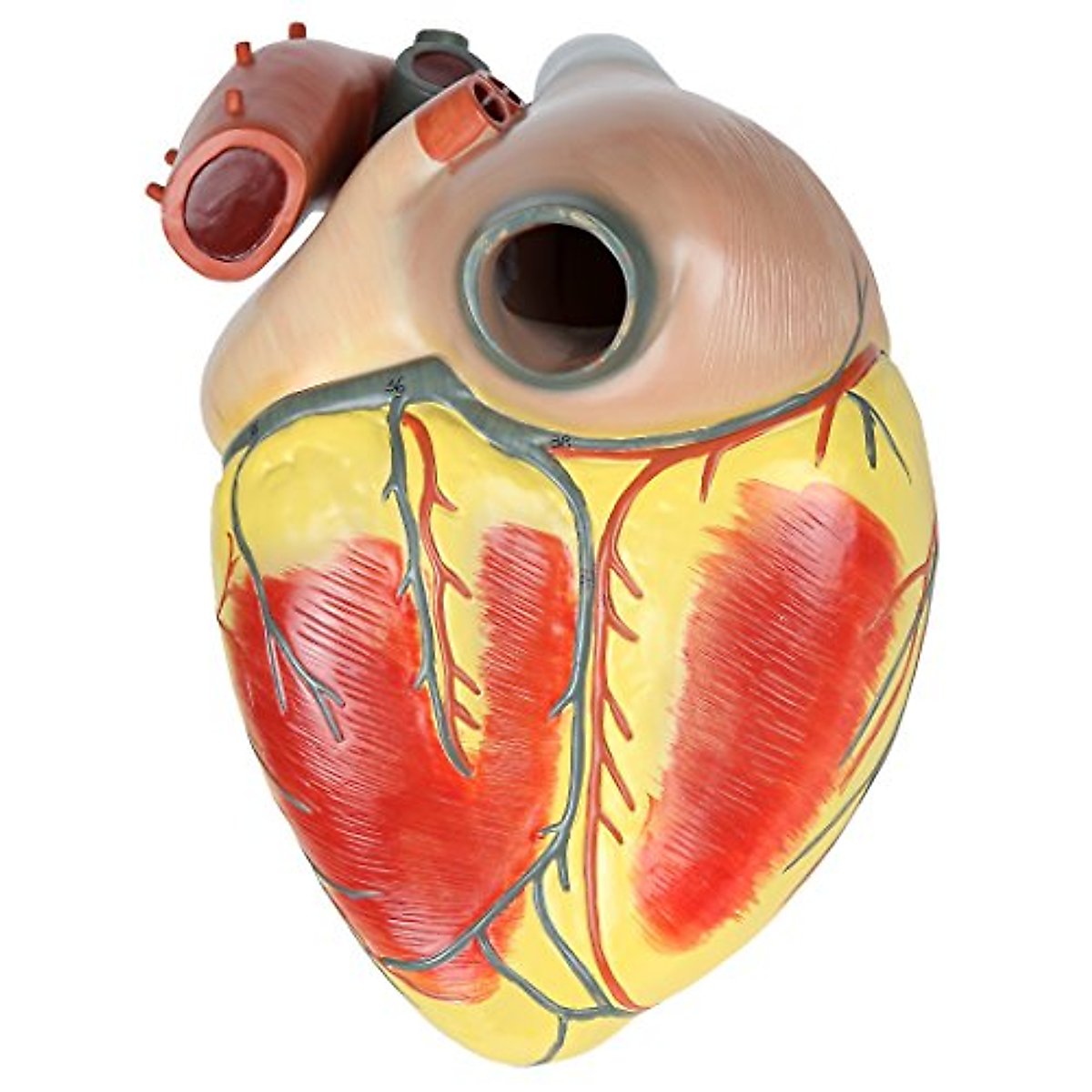 Axis Scientific Enlarged Human Heart Model, 3x Life-Size, Anatomically Accurate 3-Part Numbered Anatomical Heart Illustrates 34 Internal Structures, Magnetically Connected, Includes Product Manual