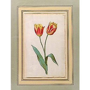 Tulipa var. 'Orange van Thal' (Yellow and Rose-coloured Tulip)