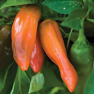 Burpee Tangerine Dream Sweet Pepper Seeds 30 seeds