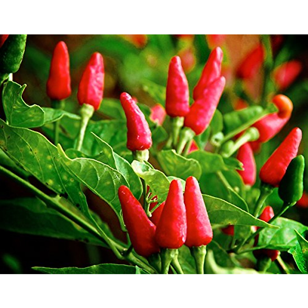 30+ Tabasco Hot Pepper Seeds Heirloom Non-GMO Red Chili Spicy, Rich Flavor, Productive, from USA HARLEY SEEDS