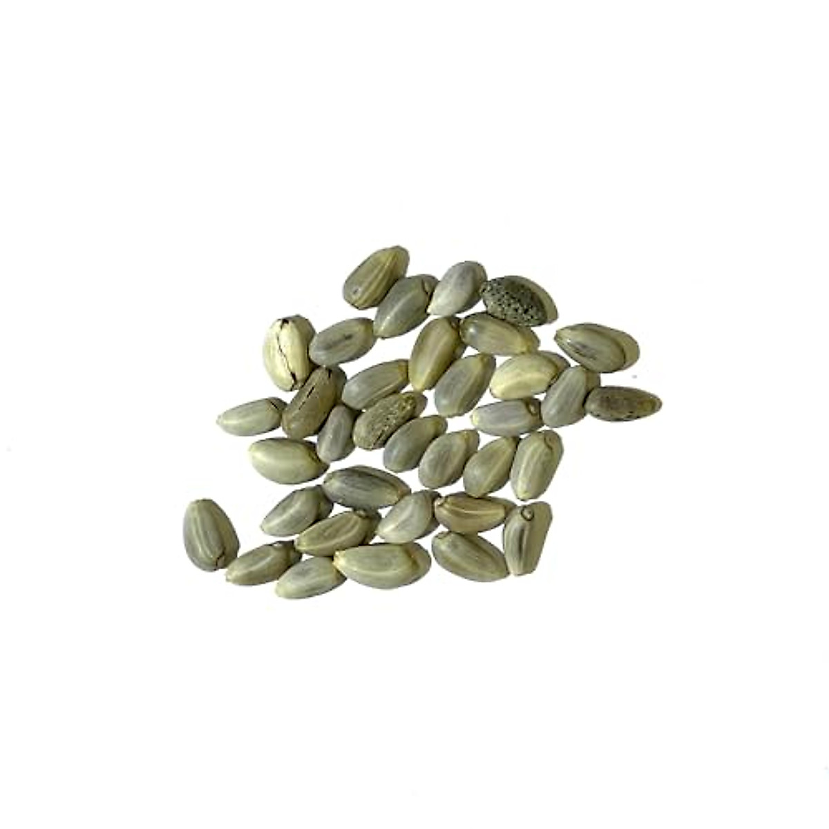 Seed Needs, Green Globe Artichoke Seeds for Planting (Cynaria scolymus) Heirloom, Non-GMO & Untreated (2 Packs)