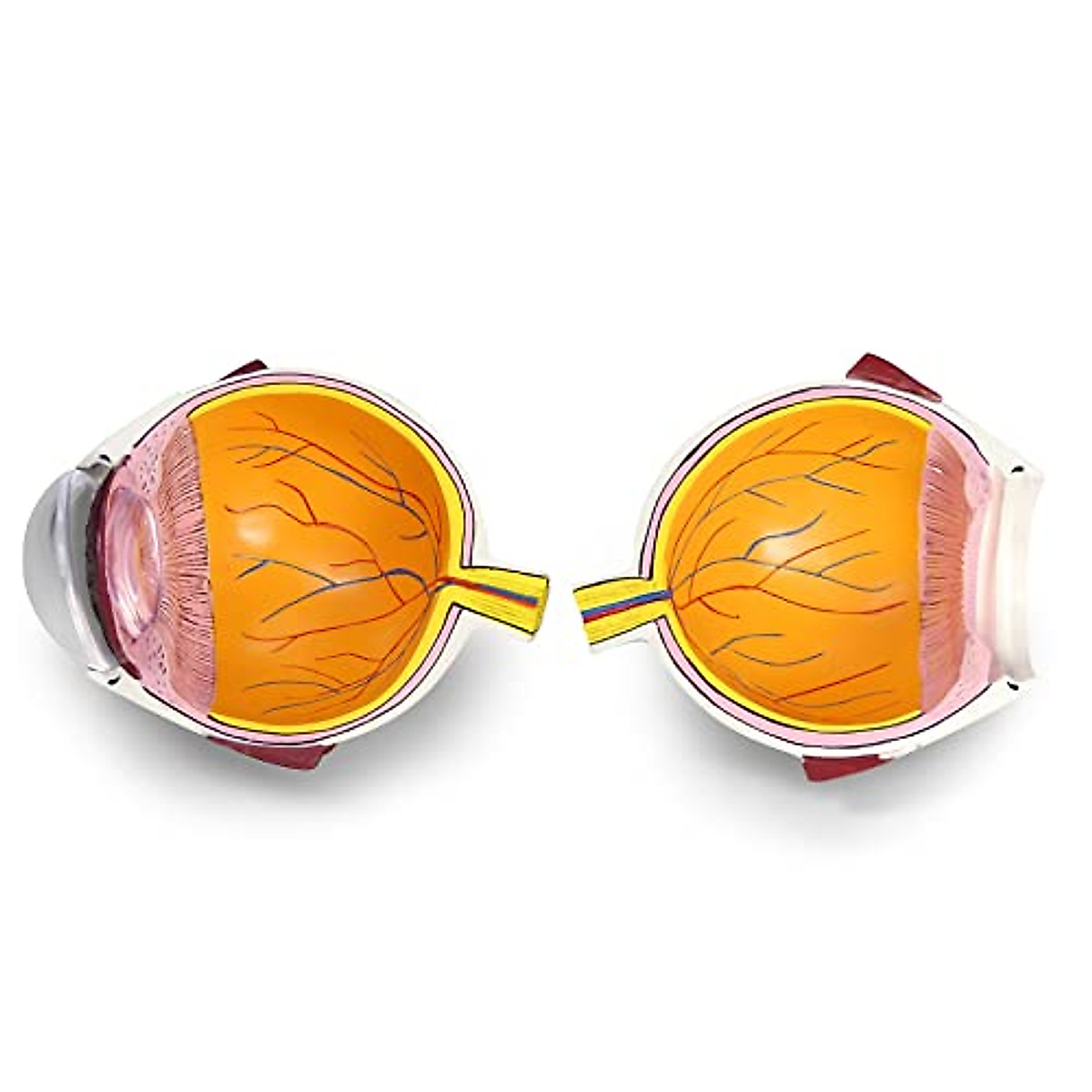 GPI Anatomicals - Full Eye Model | Human Body Anatomy Replica of Normal Eye for Doctors Office Educational Tool